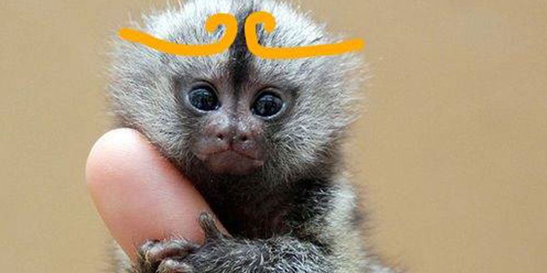 STJ XXIII: May, Monkeys, and Mischief｜Accupass 活動通