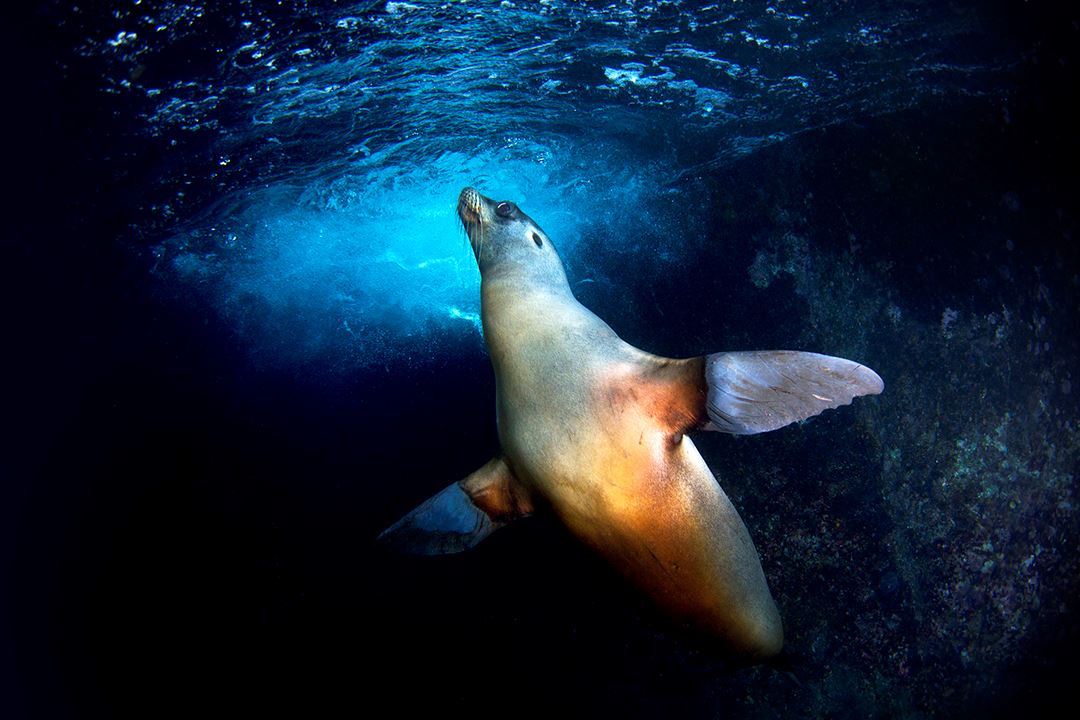 國際水攝大師 Yorko Summer 帶你遨遊魔幻海洋(分享座談會)┃小週末聚場｜ACCUPASS 活動通